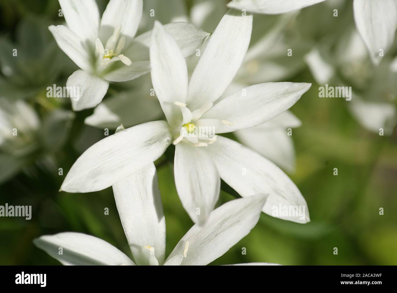 Milk star plant hi-res stock photography and images - Alamy