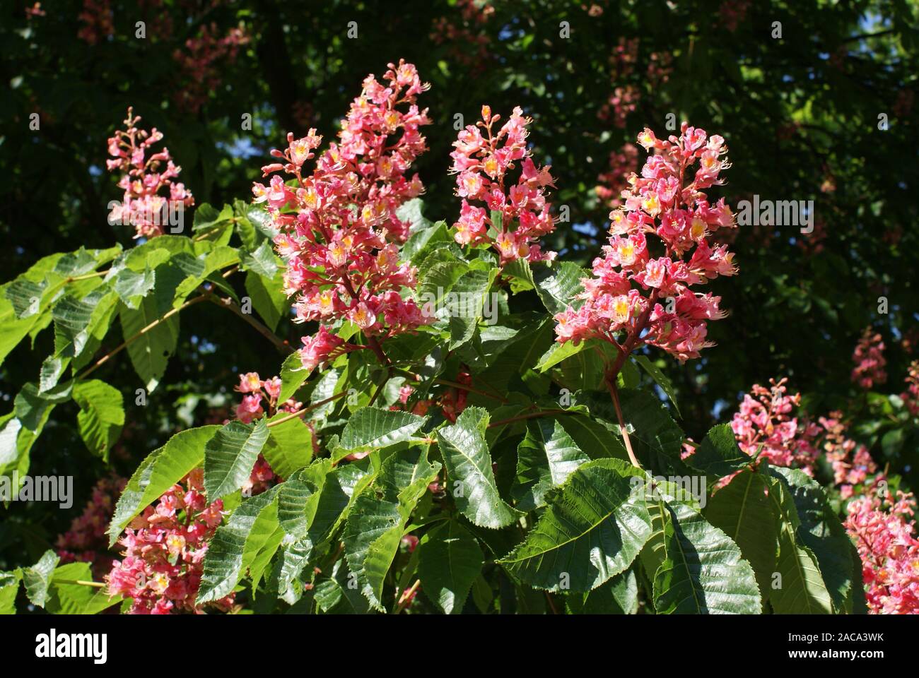 Aesculus x carnea, Rosskastanie, Chestnut Stock Photo - Alamy