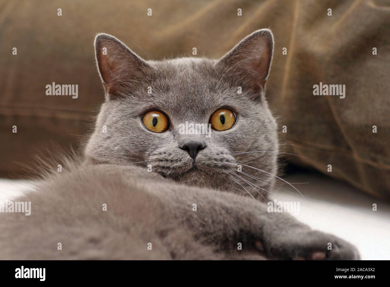 Pedigree cat: Chartreux (Carthusian Stock Photo - Alamy