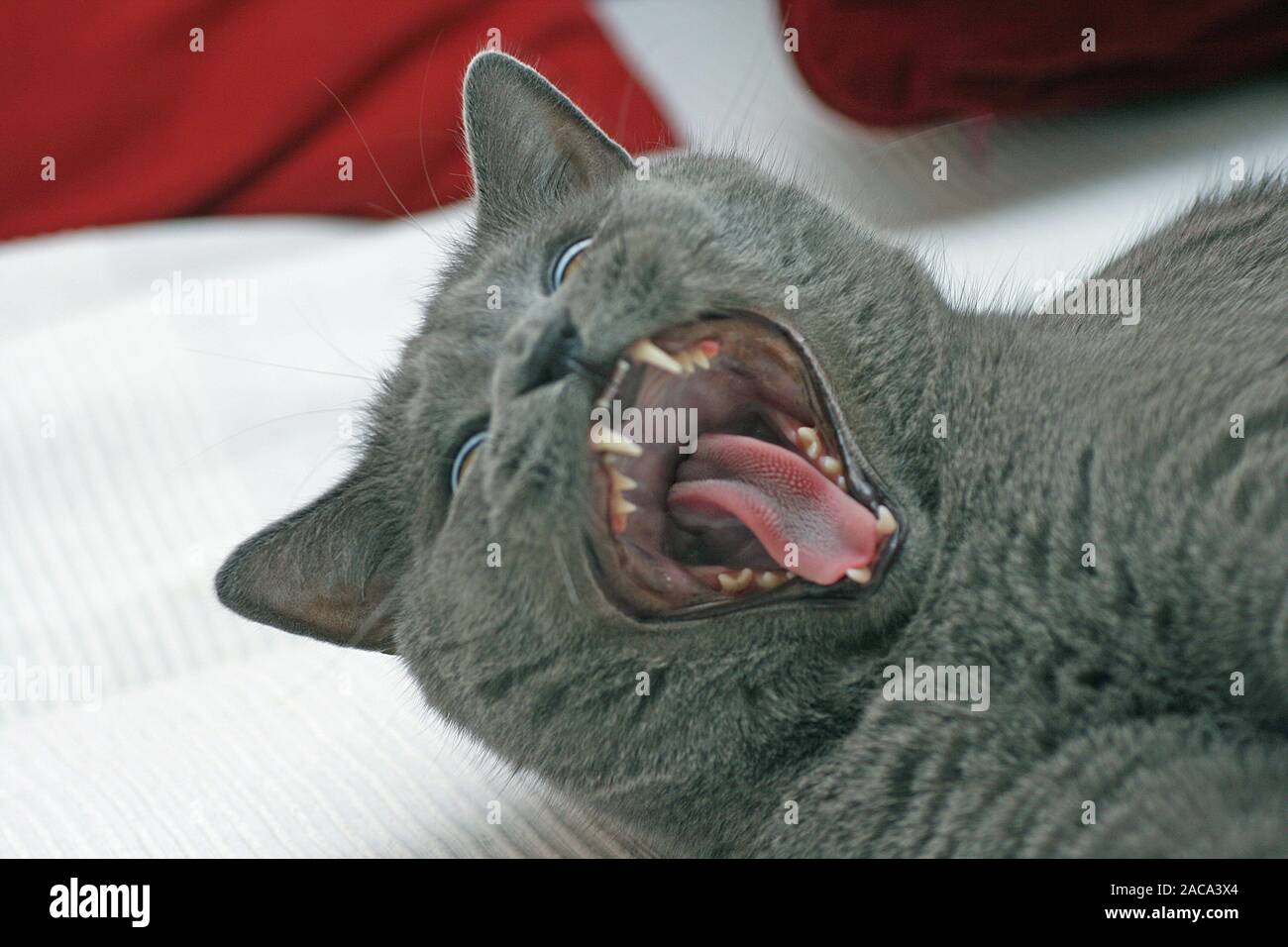 Carthusian cat hi-res stock photography and images - Alamy