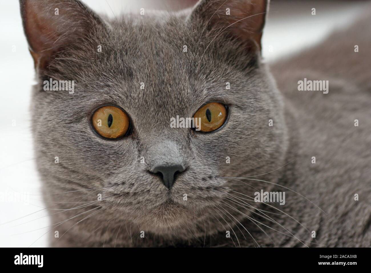 Pedigree cat: Chartreux (Carthusian Stock Photo - Alamy