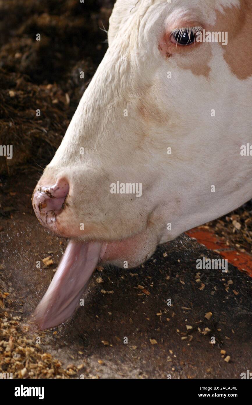 Speckled cow hi-res stock photography and images - Alamy
