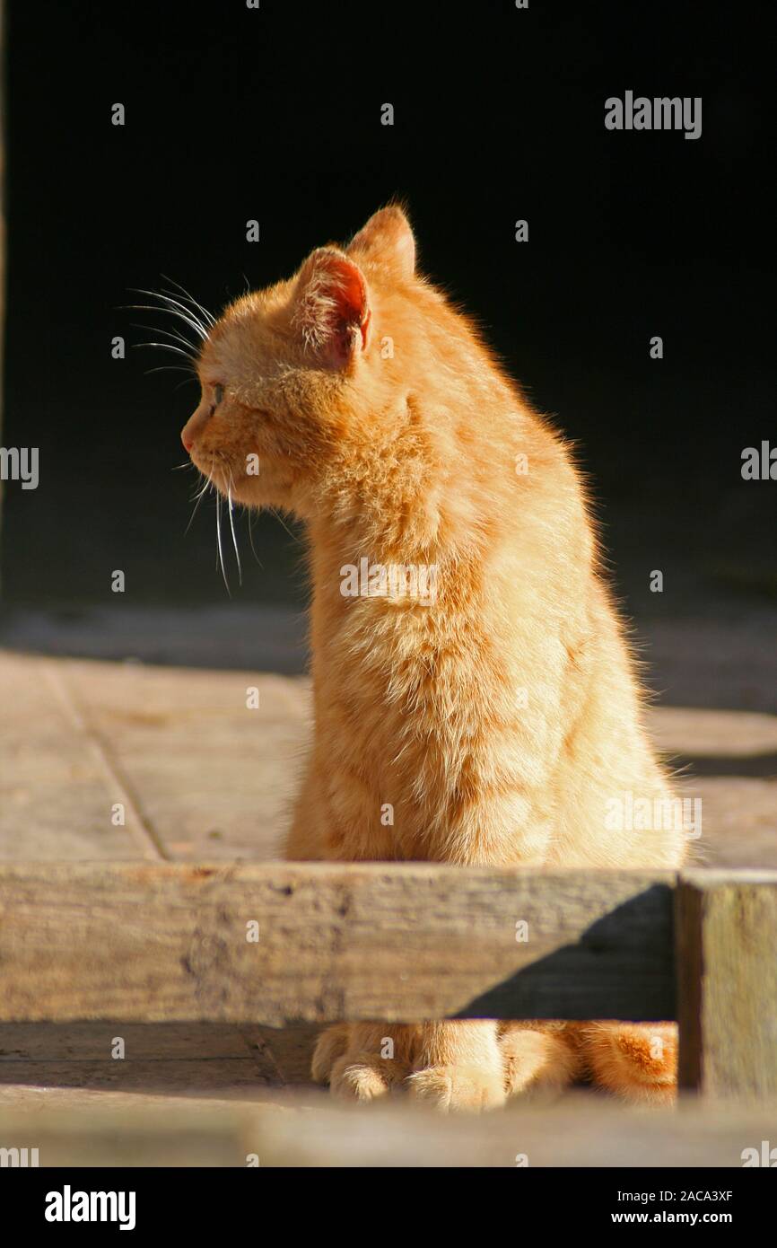 Red house square Stock Photo - Alamy