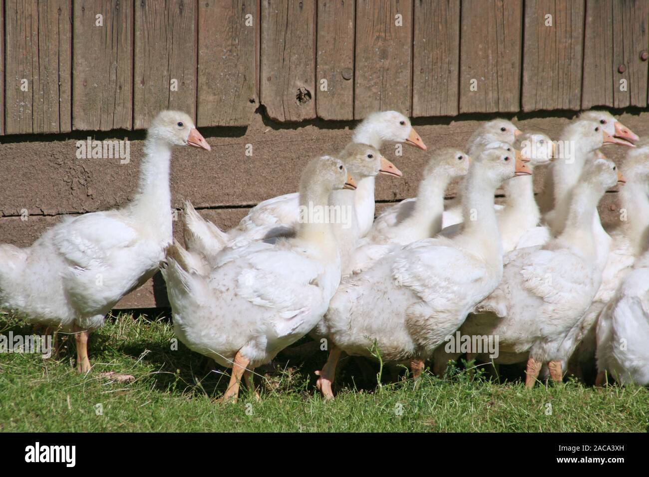 House geese hi-res stock photography and images - Alamy