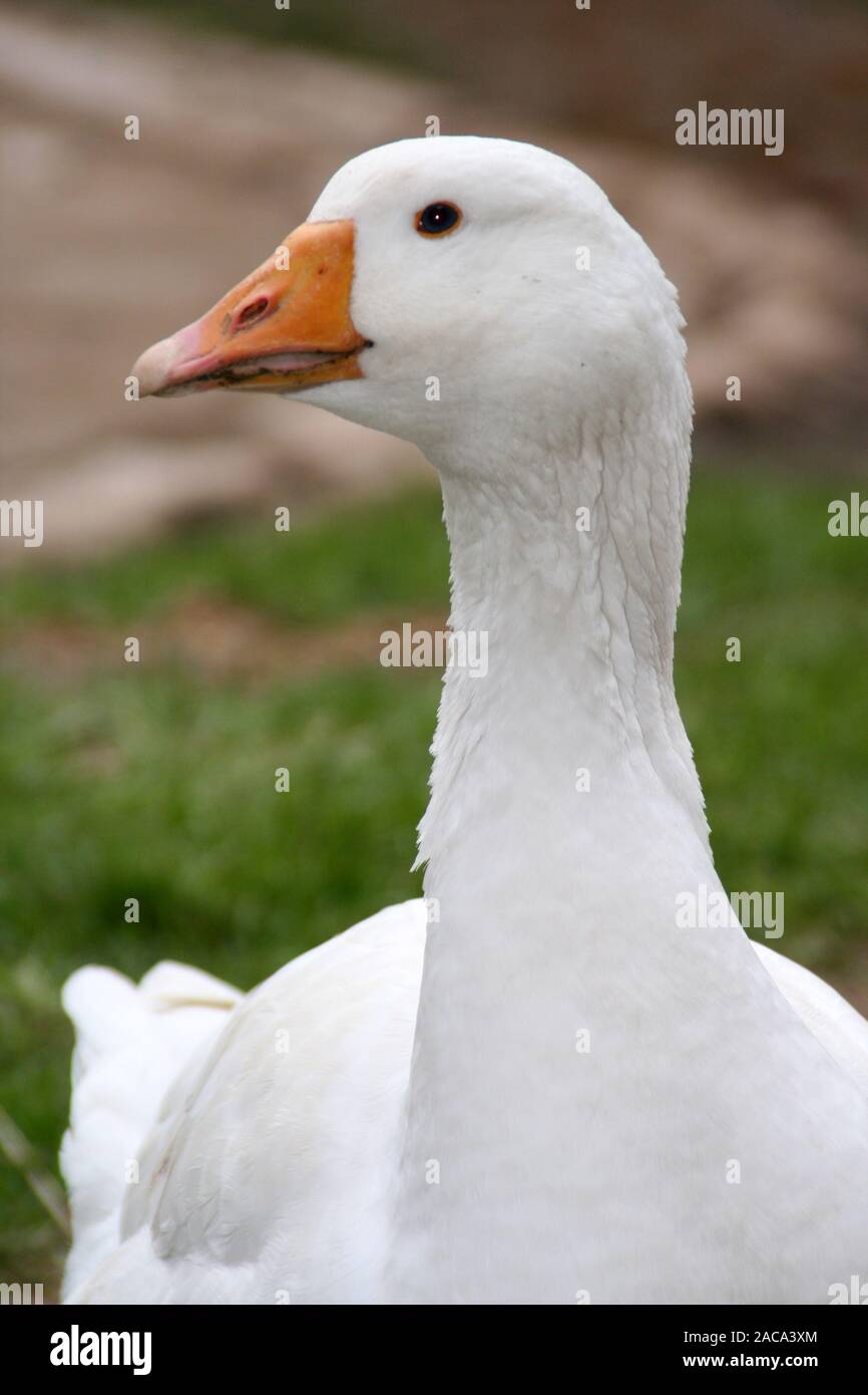 Goose house hi-res stock photography and images - Alamy