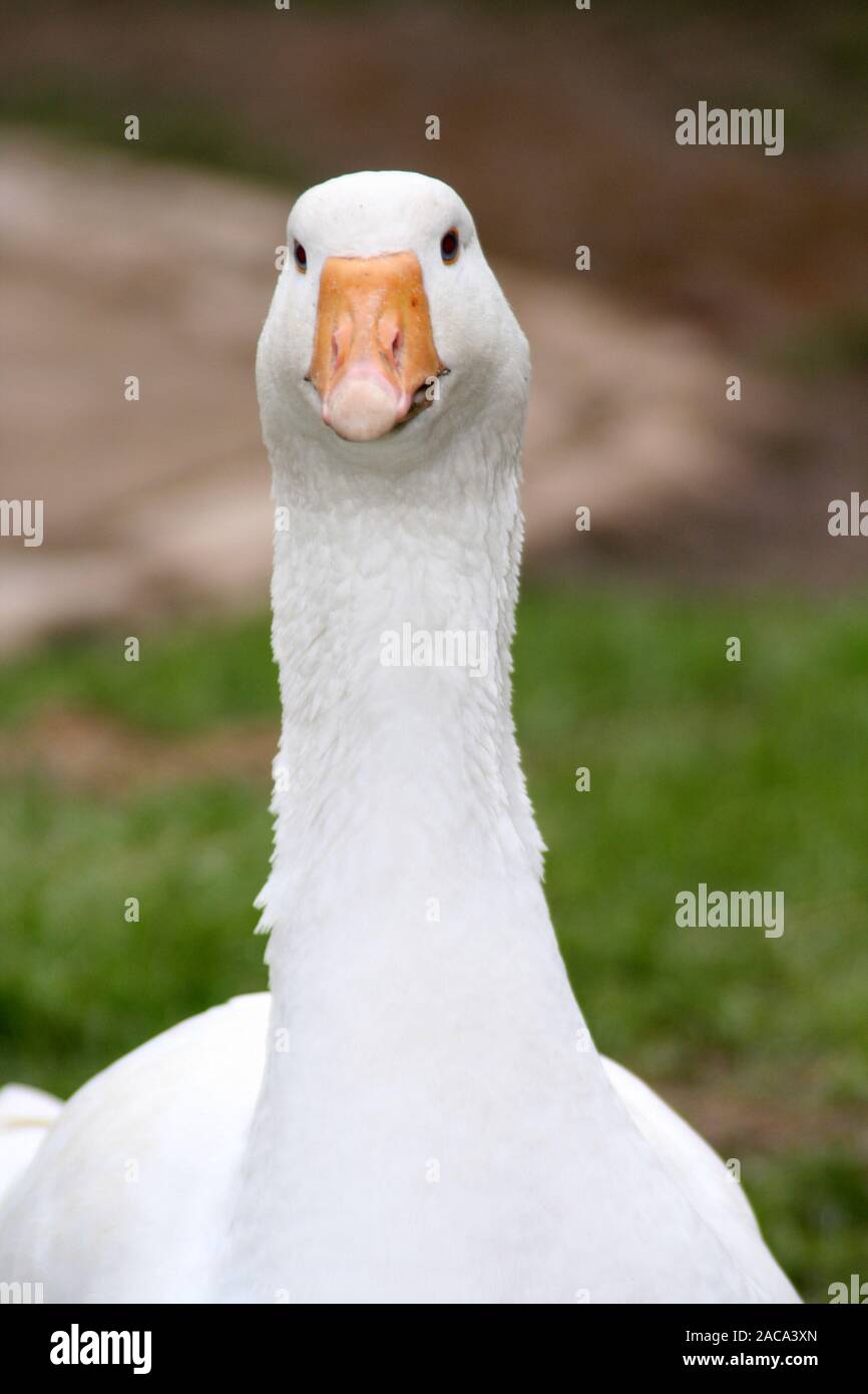 Goose house hi-res stock photography and images - Alamy