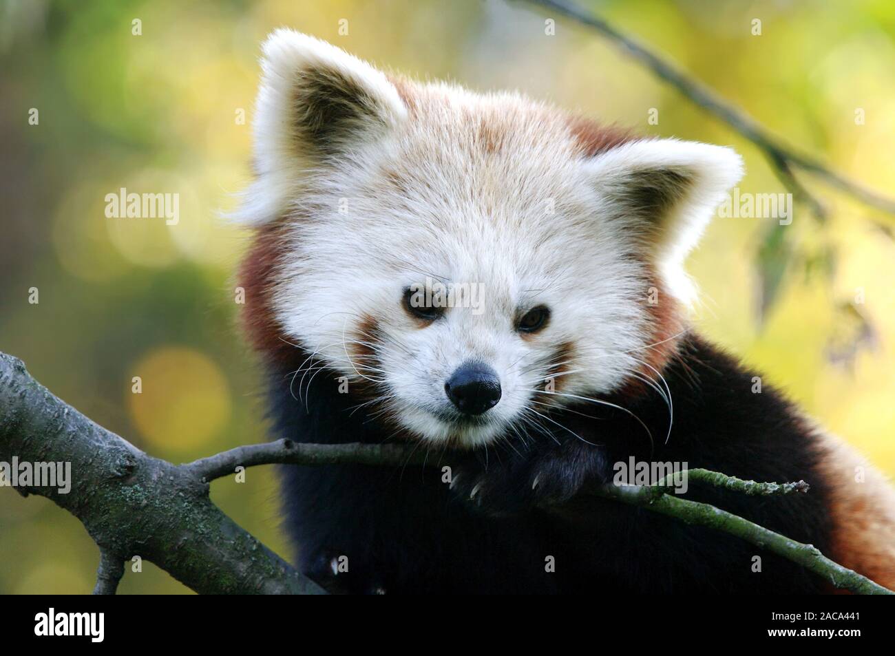 Chinese little panda hi-res stock photography and images - Alamy