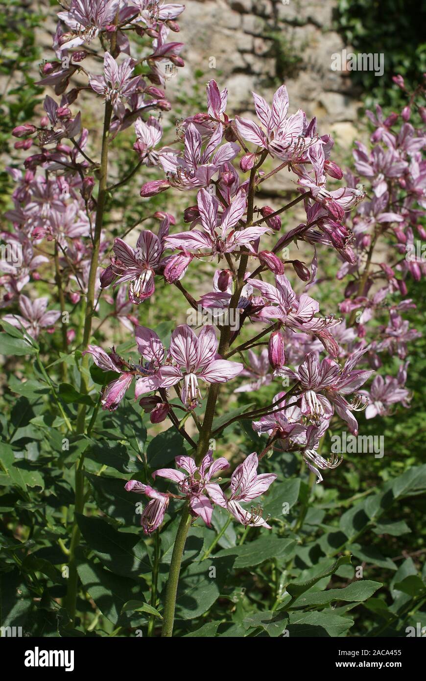 Dictamnus albus, Diptam, burning-bush Stock Photo - Alamy