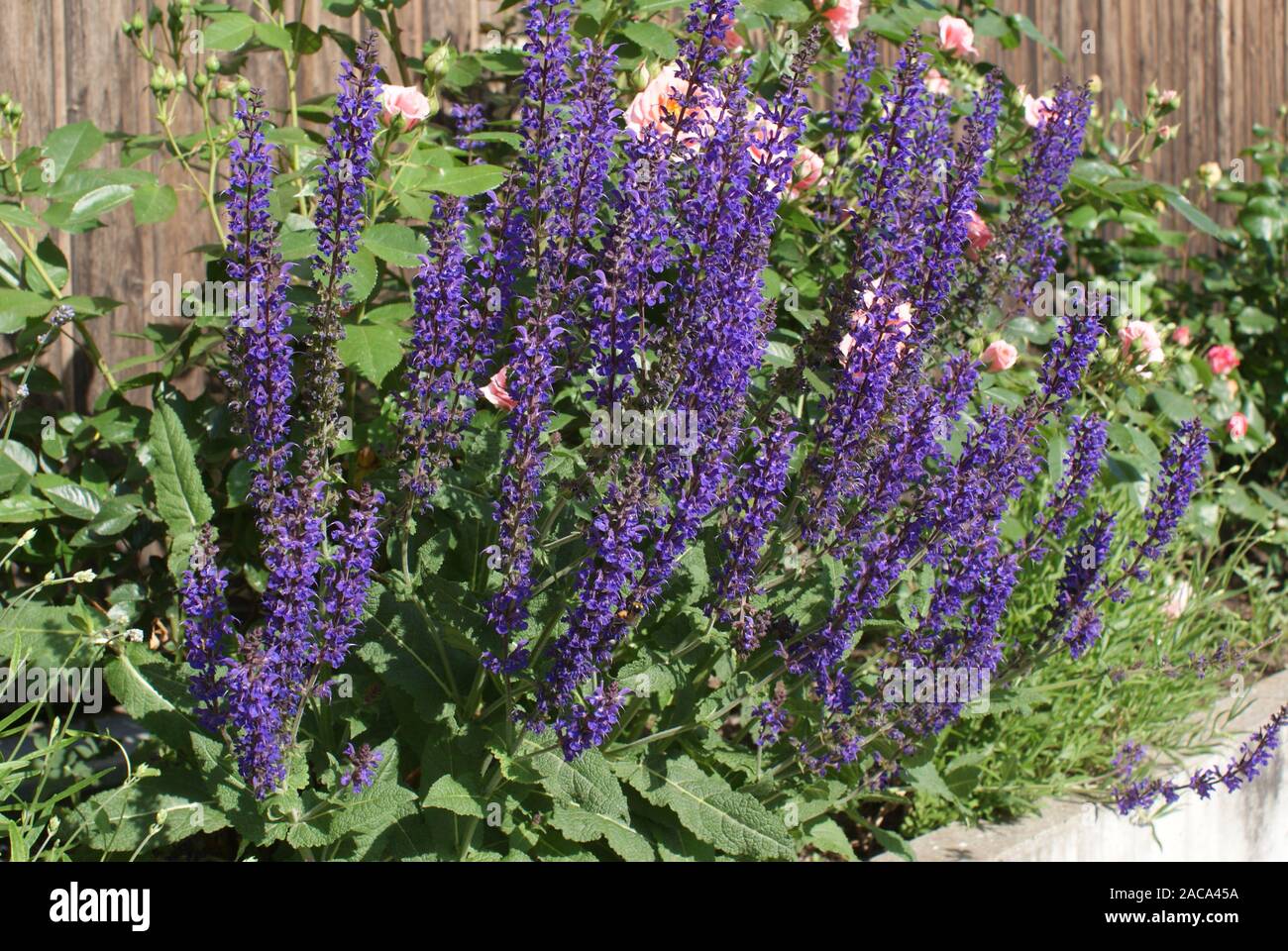 Salvia nemorosa, perennial sage, sage Stock Photo - Alamy