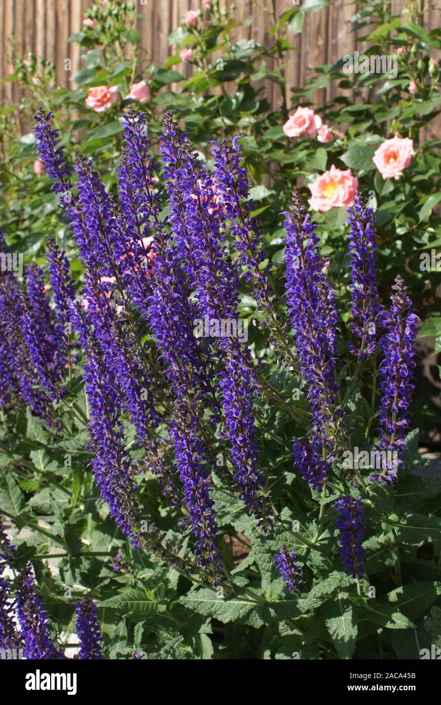 Salvia nemorosa, perennial sage, sage Stock Photo - Alamy