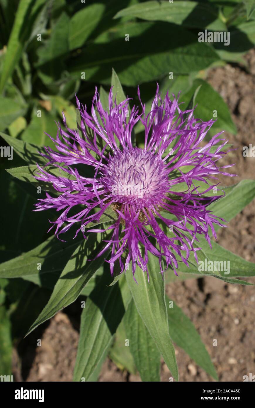 Flakeflower hi-res stock photography and images - Alamy