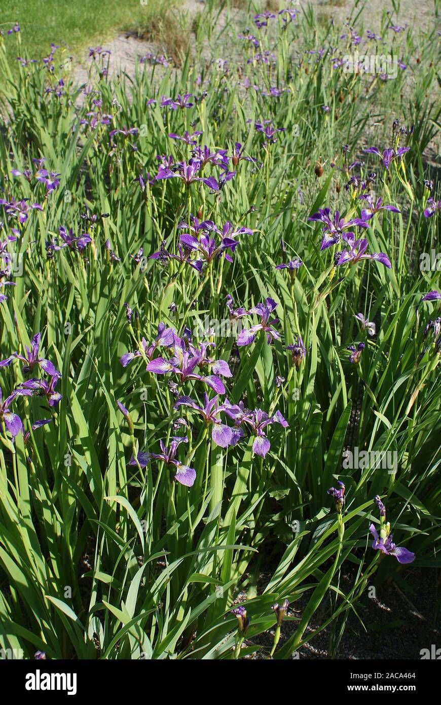 Iris versicolor, American Swamp Iris, blueflag Stock Photo - Alamy