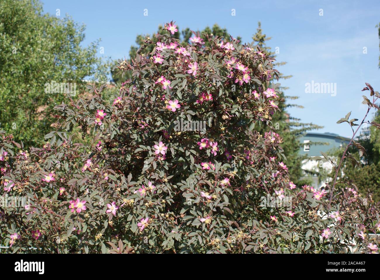 Rosa glauca, pike rose, wild rose Stock Photo - Alamy