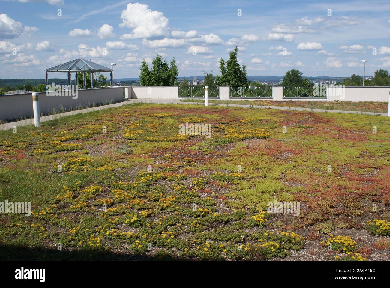 Sedum, wall pepper, roof greening Stock Photo - Alamy