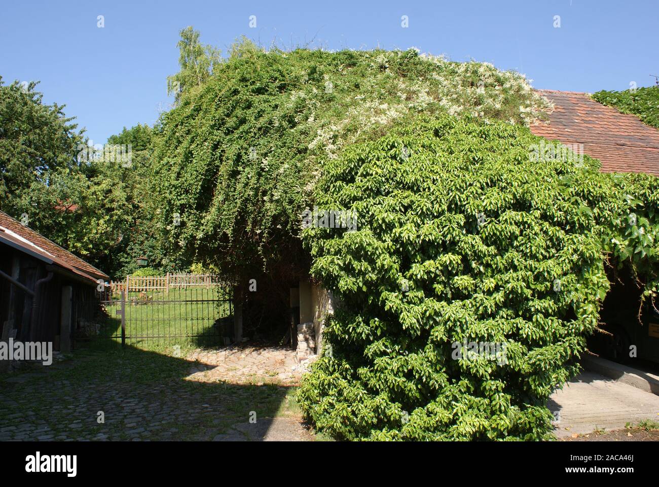 Fallopia aubertii hi-res stock photography and images - Alamy