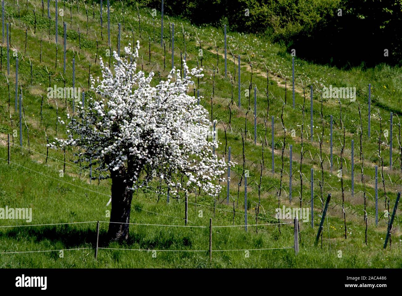Fruit tree flowering hi-res stock photography and images - Alamy