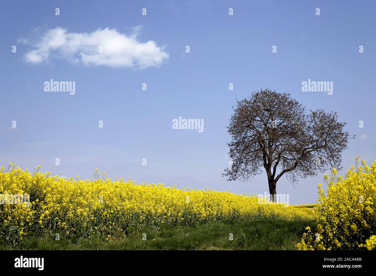 Rapeseed fields hi-res stock photography and images - Alamy
