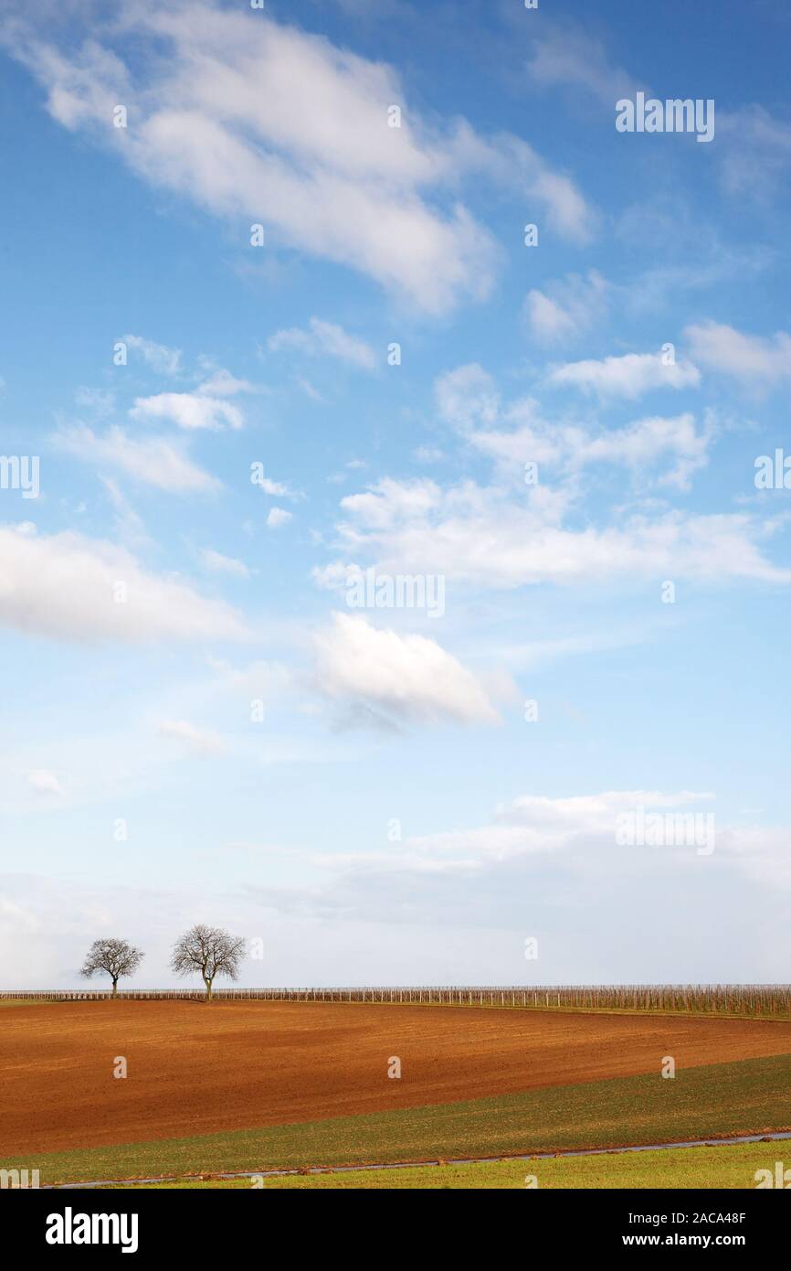 Pair of trees Stock Photo - Alamy