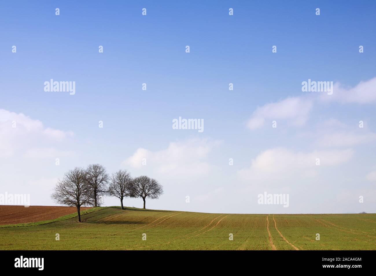 Group of trees in spring Stock Photo - Alamy