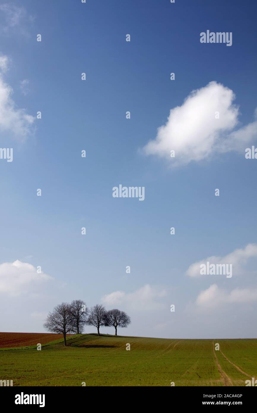 Group of trees hi-res stock photography and images - Alamy