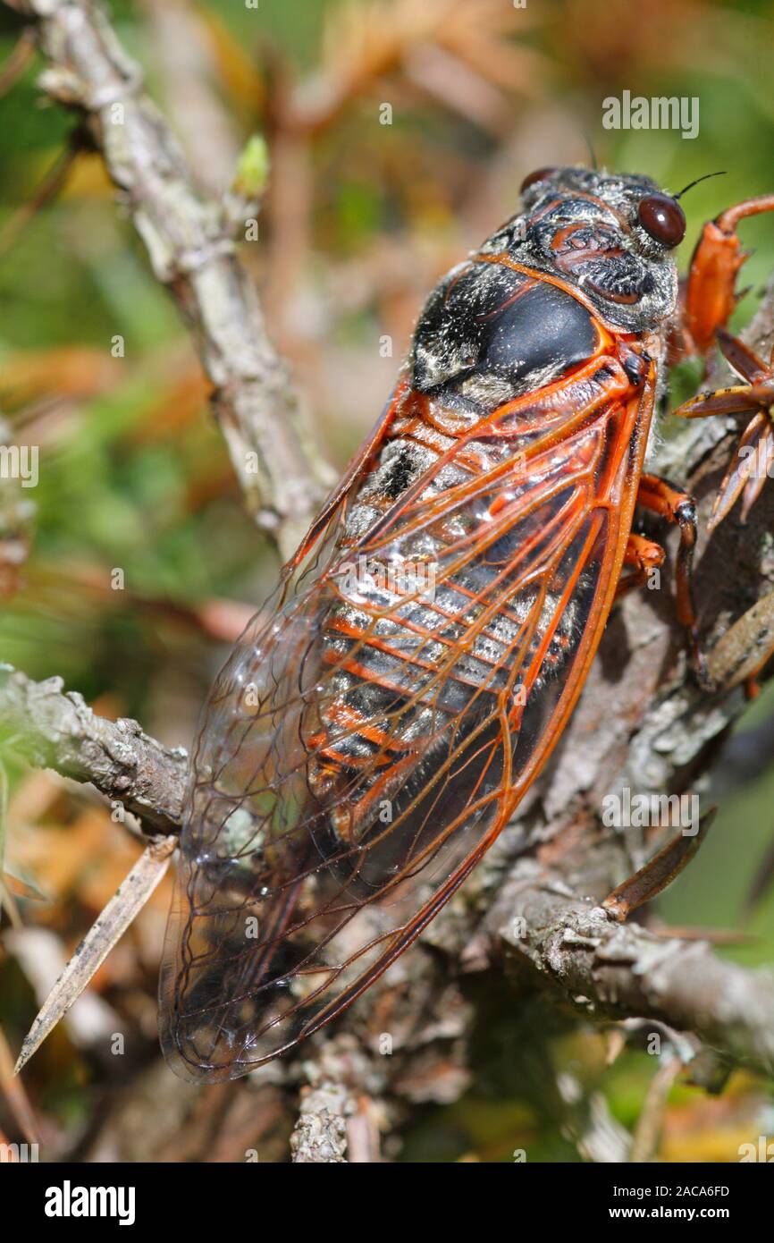 Male Cicada Sound