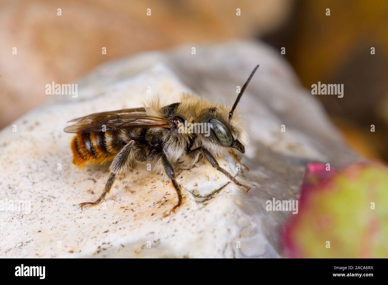 Gold insects hi-res stock photography and images - Alamy