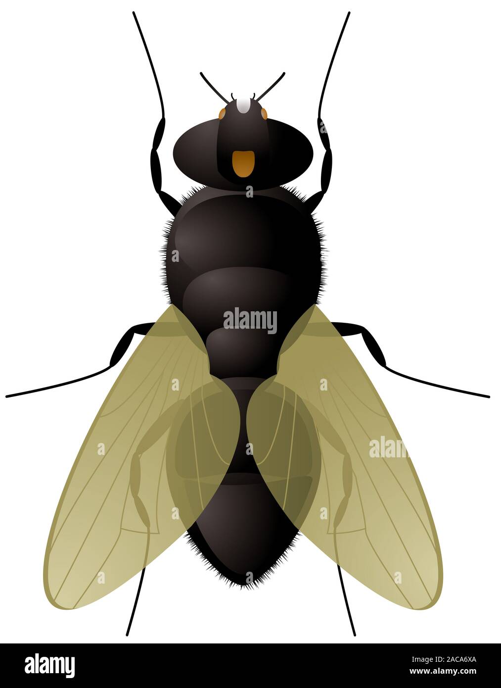 Fly up close hi-res stock photography and images - Alamy