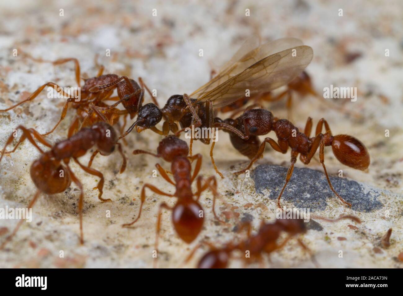 Swarming insects hi-res stock photography and images - Alamy