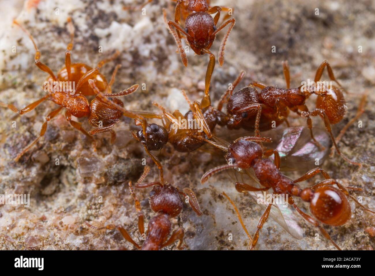 Swarming insects hi-res stock photography and images - Alamy