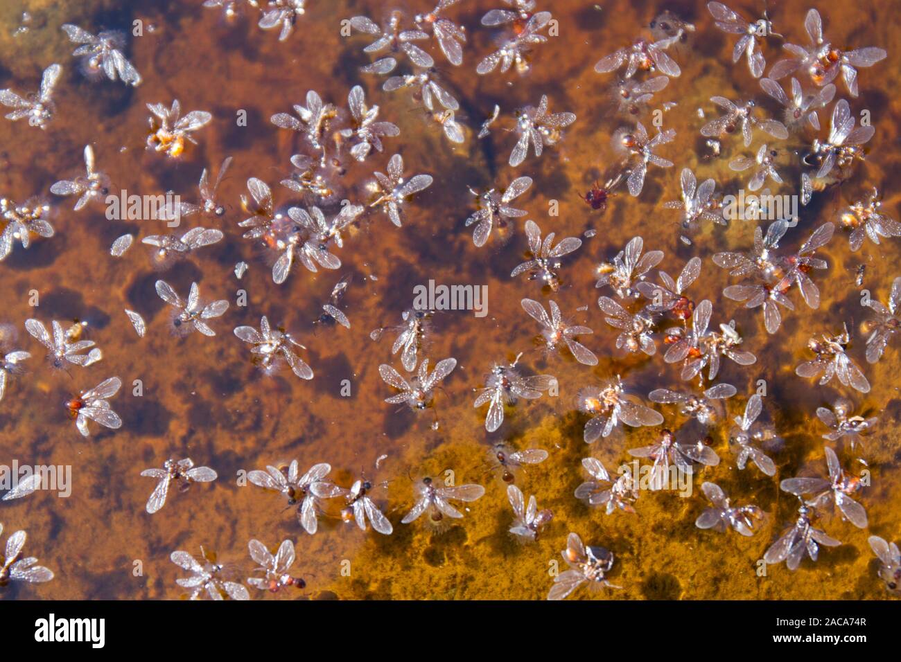 Ants wings hi-res stock photography and images - Alamy