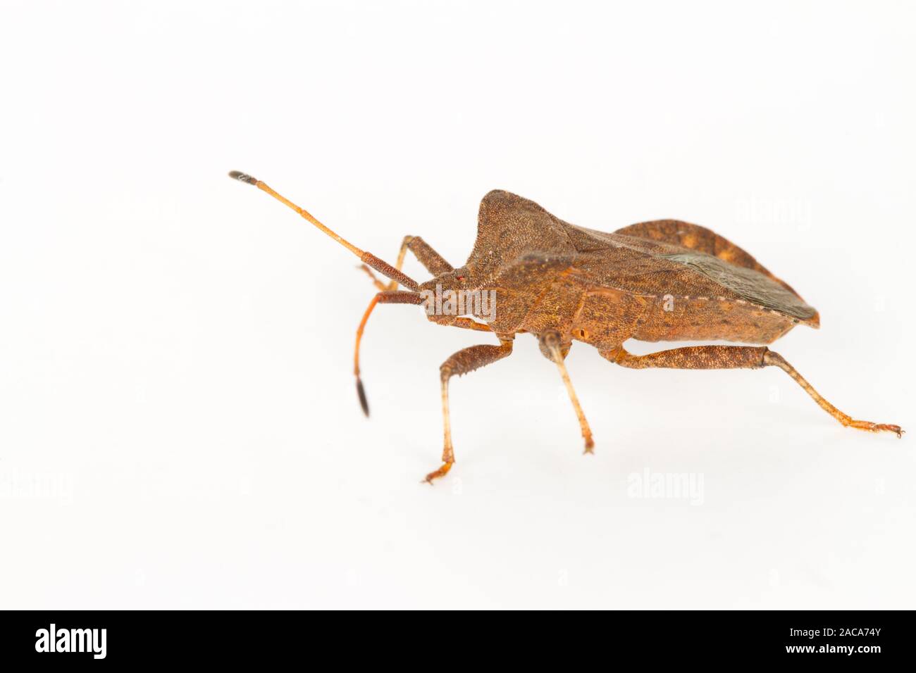 Dock bug (Coreus marginatus) photographed against a white background ...
