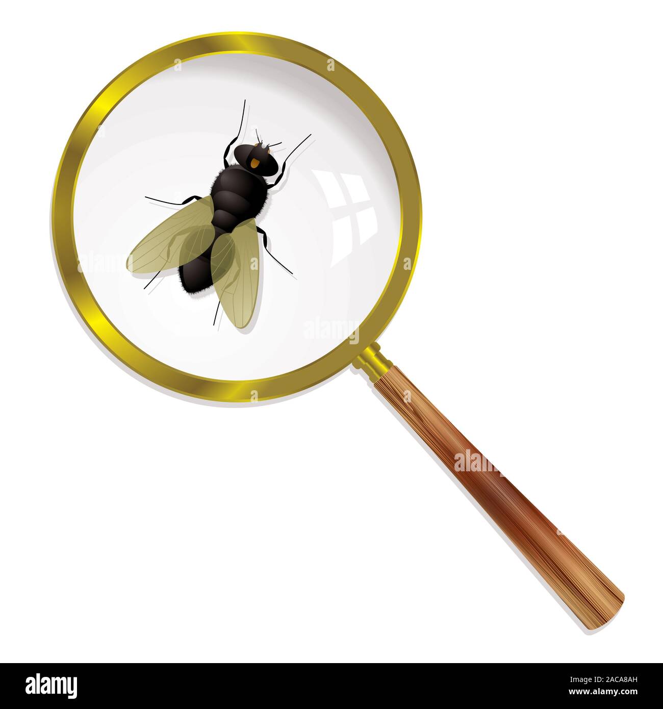 Magnifying glass insect Cut Out Stock Images & Pictures - Alamy