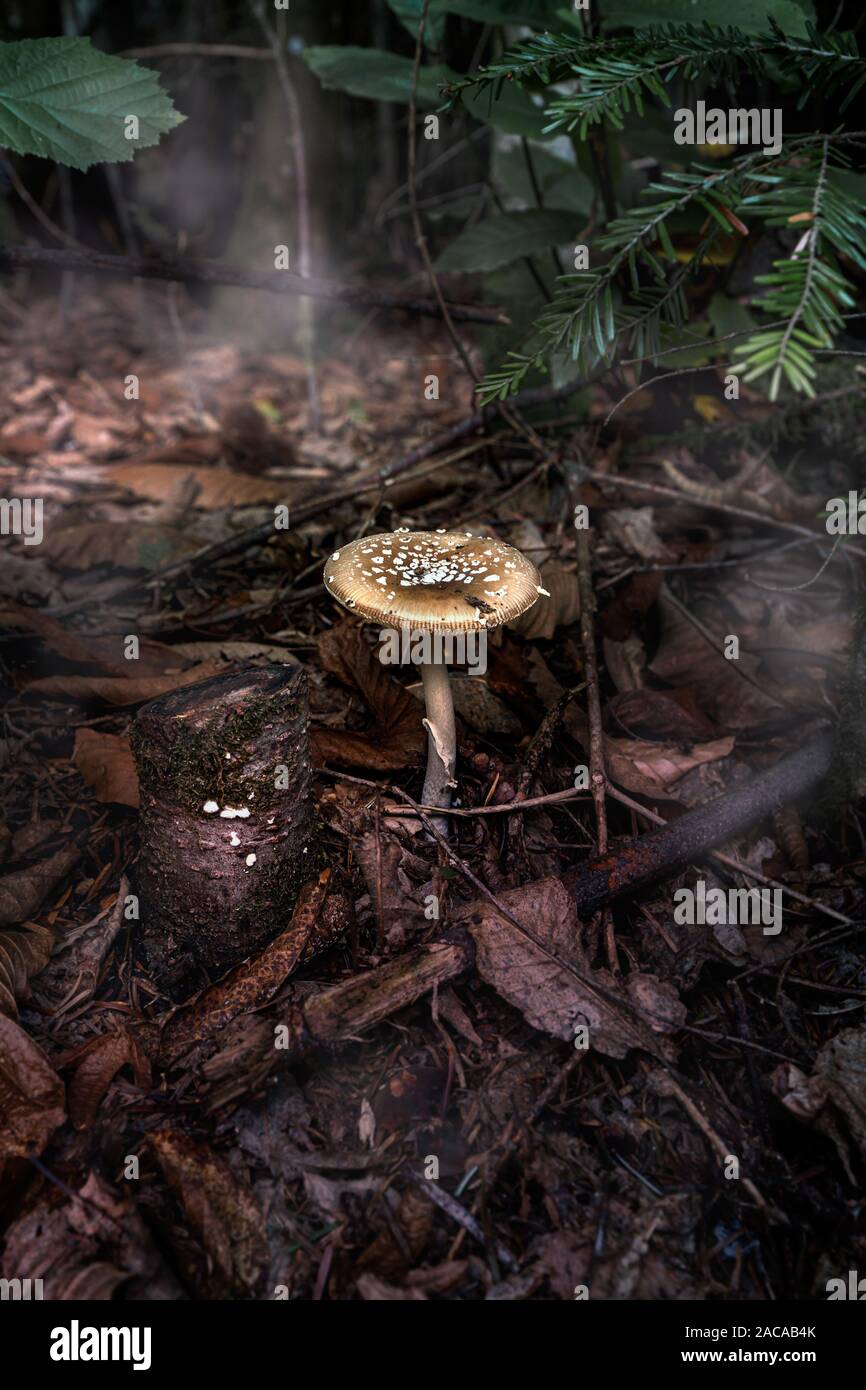 Woodland Mushroom Scene High Resolution Stock Photography and Images ...