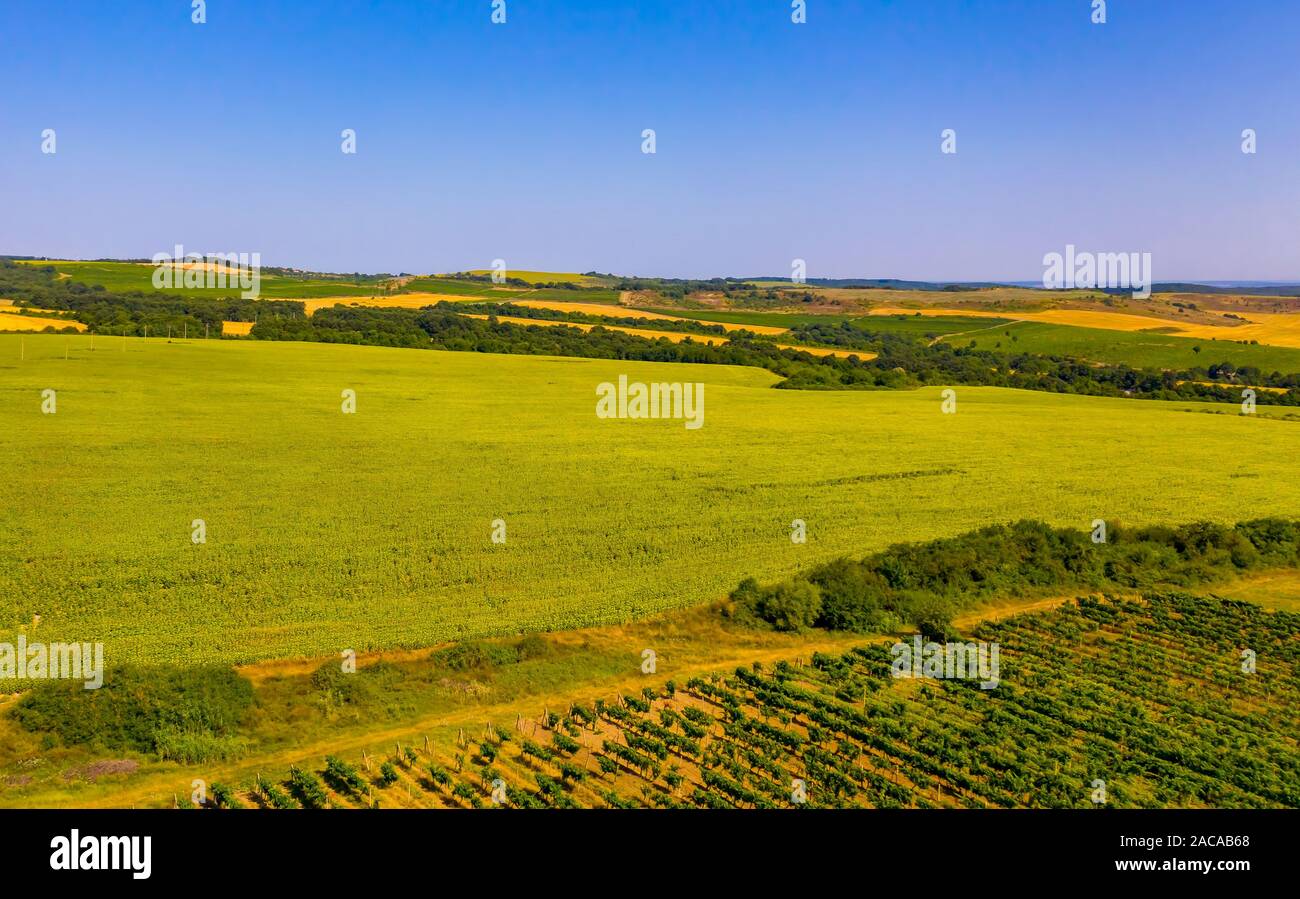 Flying drone above sunflowers field. Agricultural landscape from a bird ...