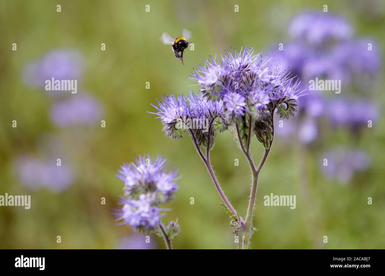 Bee friend hi-res stock photography and images - Alamy