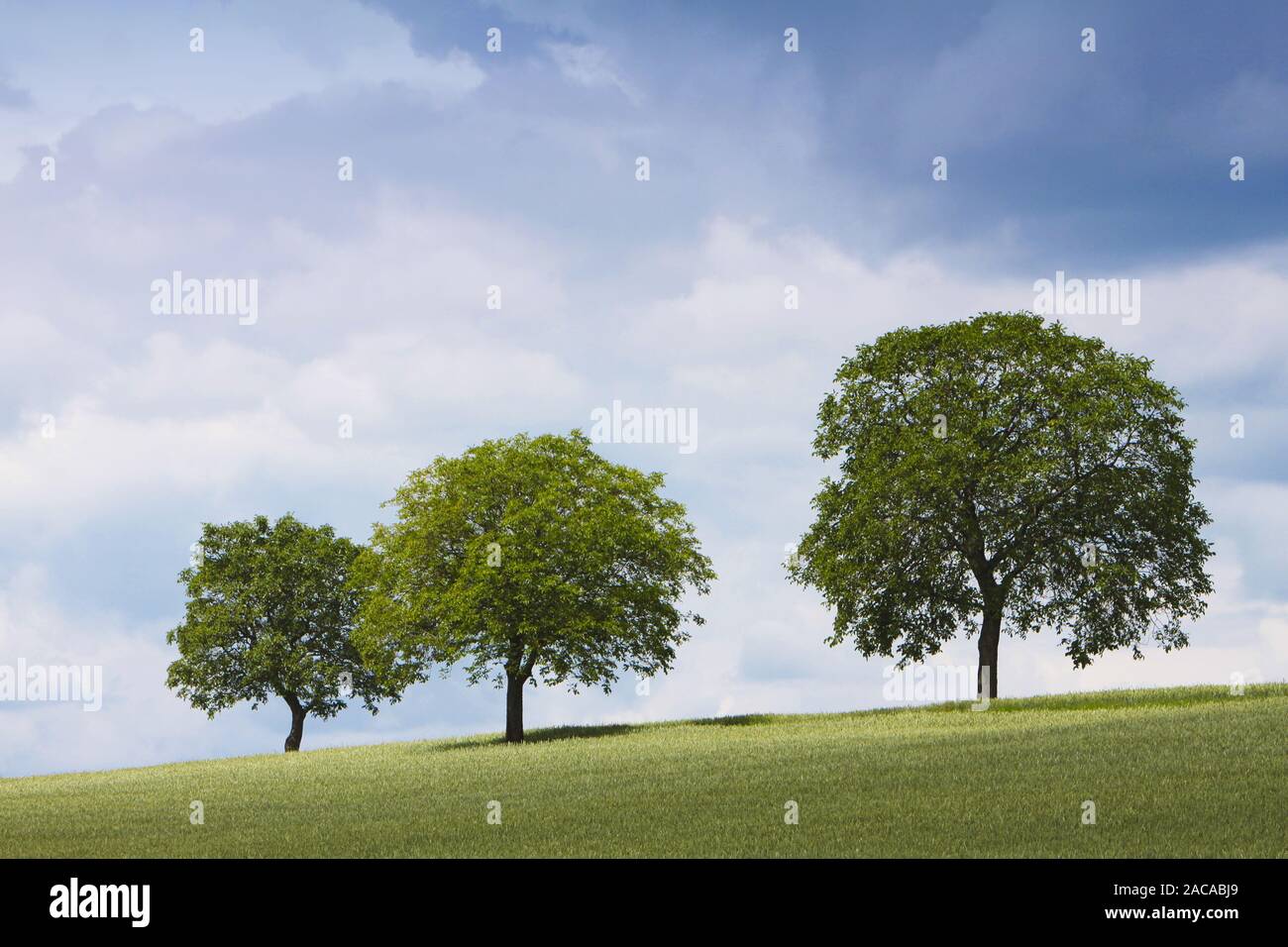 Walnut trees hi-res stock photography and images - Alamy
