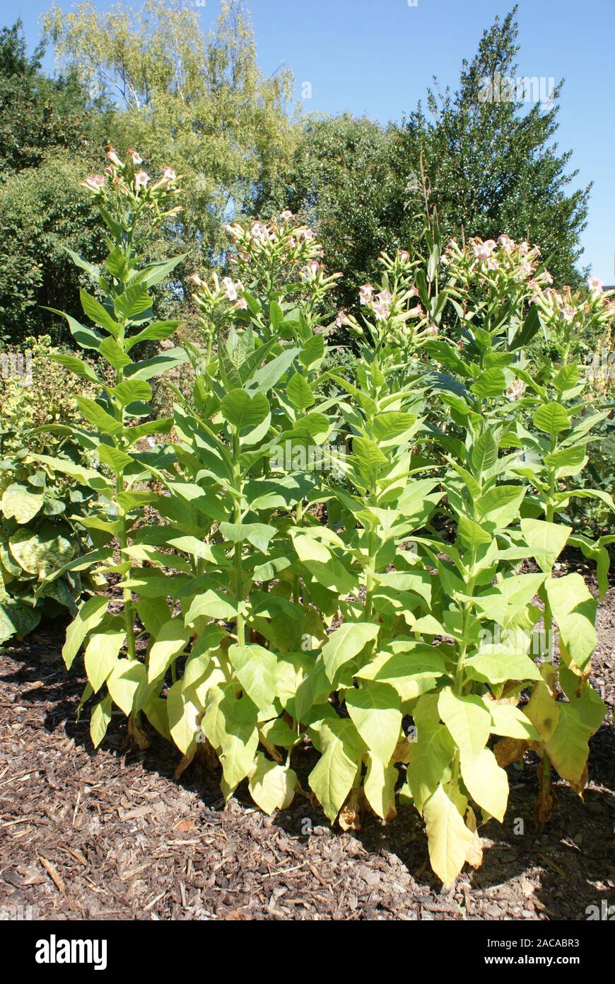 Nicotiana tabacum, Virginischer Tabak, tobacco Stock Photo - Alamy