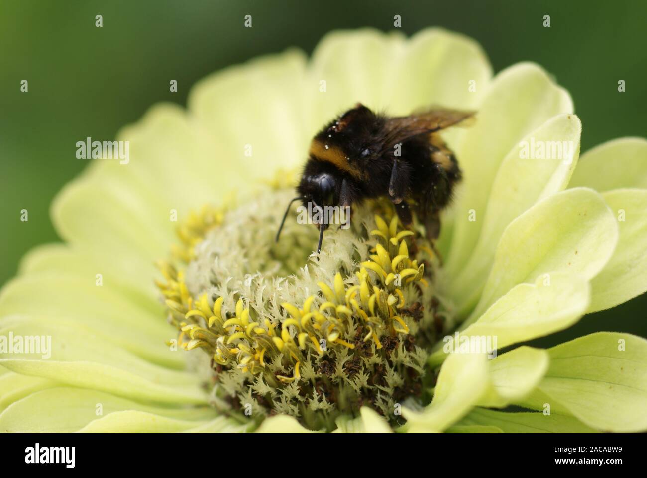 Zinnia, Zinnie with bumblebee Stock Photo - Alamy