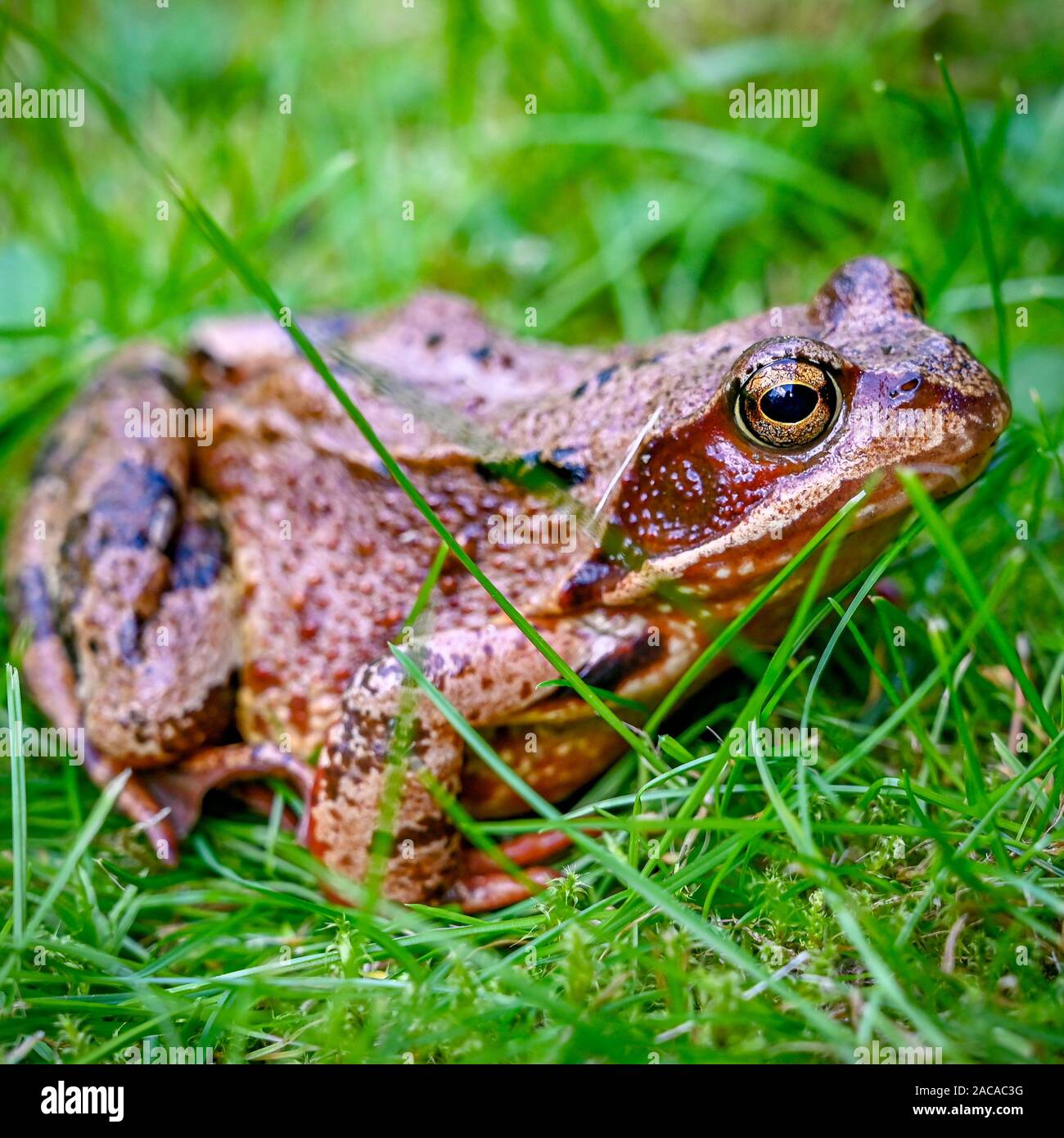 macro photo of a frog in green grass Stock Photo - Alamy
