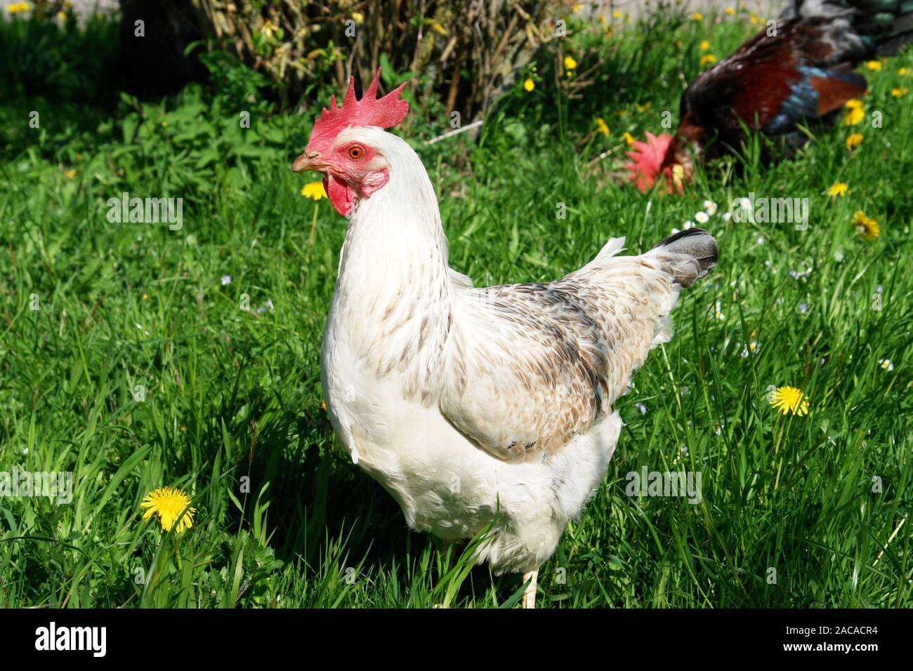 Hennen hi-res stock photography and images - Alamy