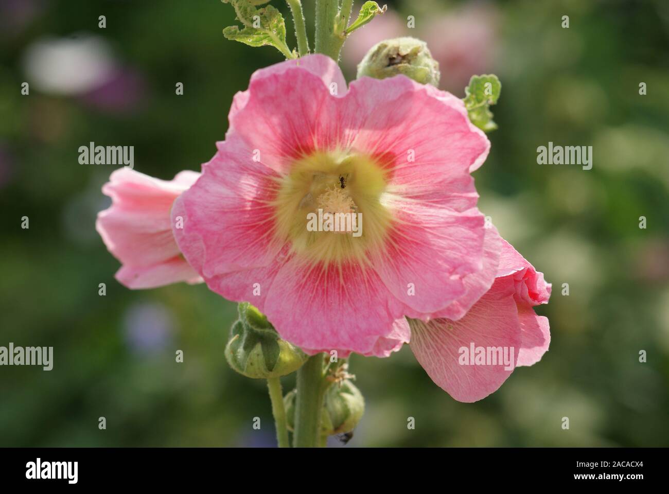 Alcea rosea plants hi-res stock photography and images - Alamy