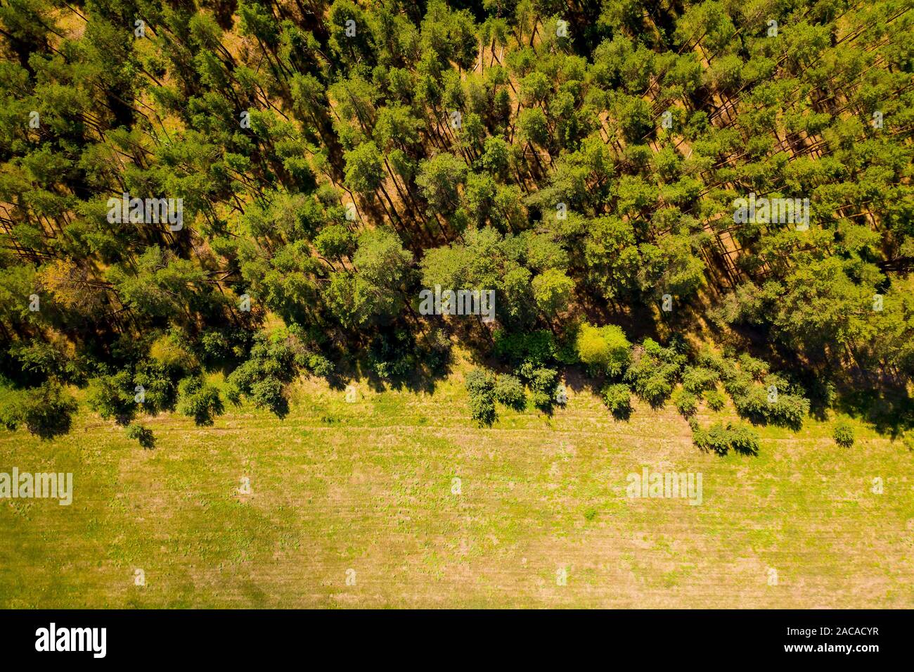 Spring forest as background. Bird's eye view Stock Photo - Alamy