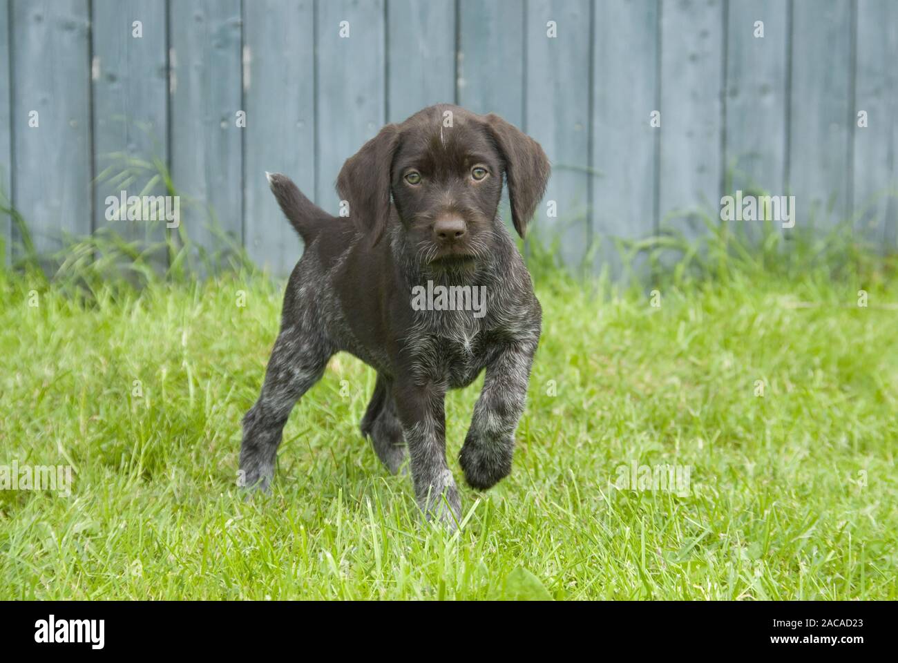 German Wirehaired Pointer Stock Photo - Alamy