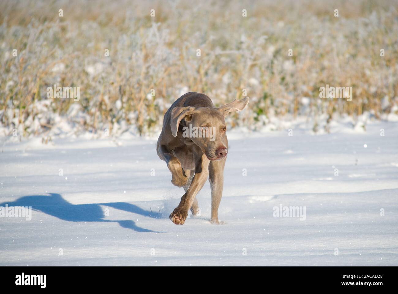 weimaraner running in snow Stock Photo - Alamy