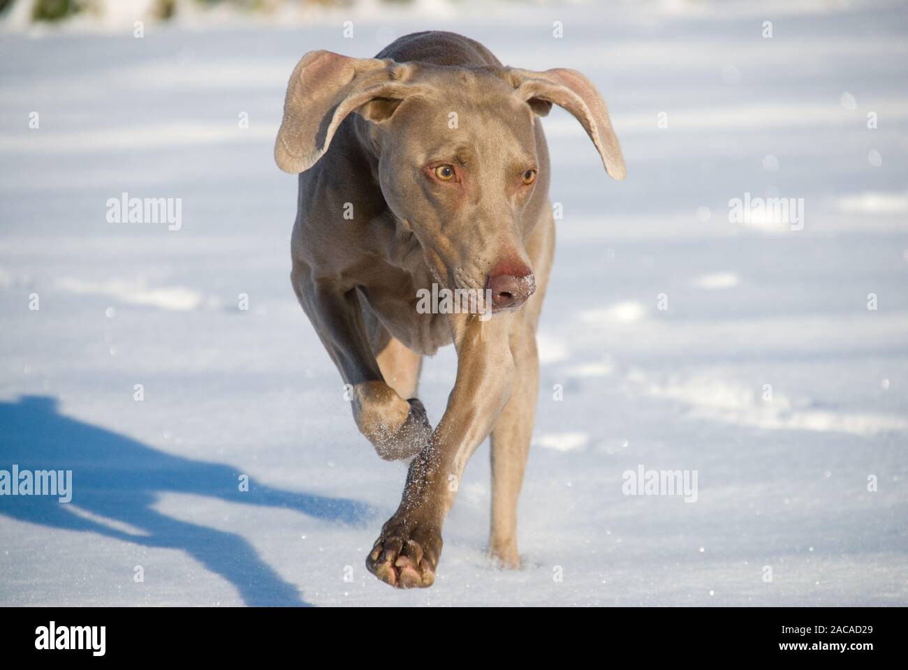 Weimaraner and running hi-res stock photography and images - Alamy