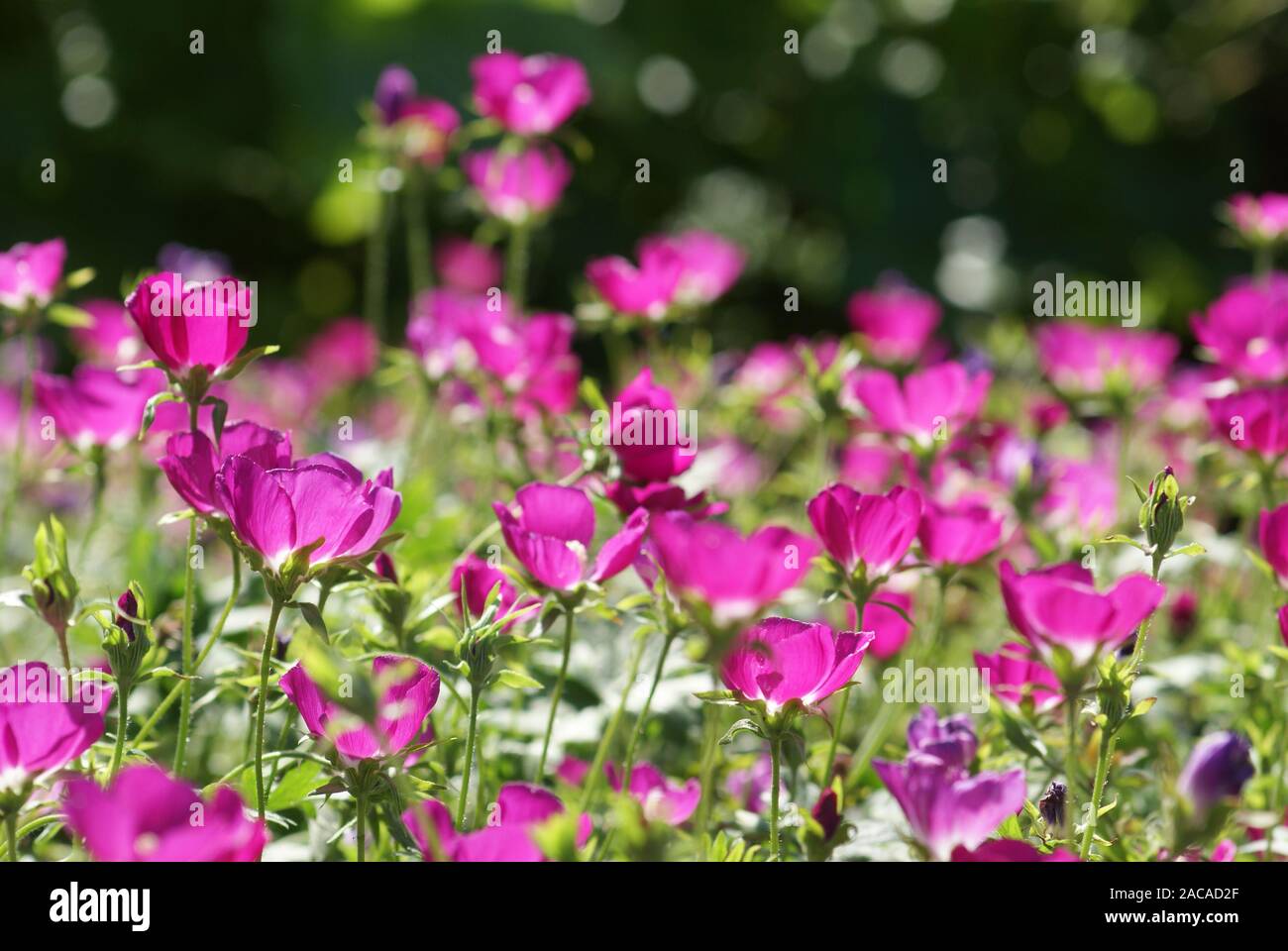 Callirhoe involucrata, Mohnmalve, poppy mallow Stock Photo - Alamy