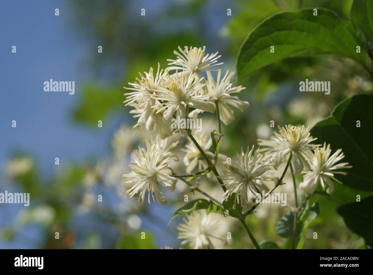Wild clematis clematis vitalba hi-res stock photography and images - Alamy