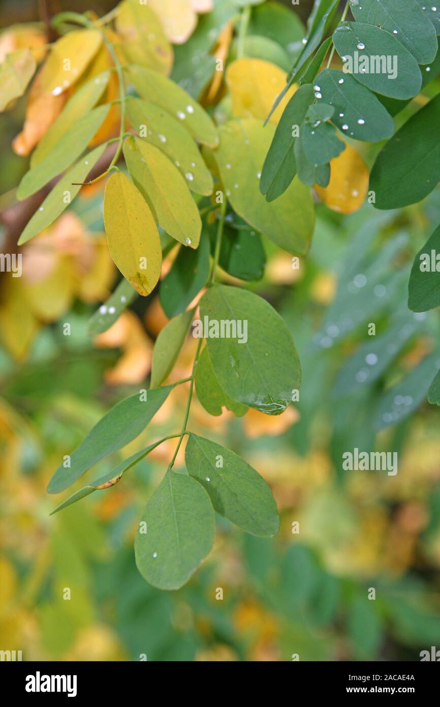 Robinia autumn hi-res stock photography and images - Alamy