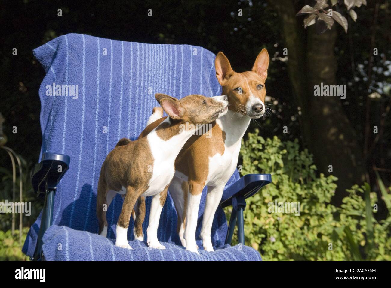 Basenji, African Bush Dog or Congo Dog Stock Photo - Alamy