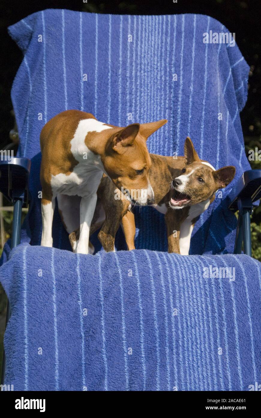 African congo dog hi-res stock photography and images - Alamy